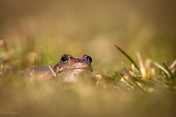 Common frog in the grass - Remo Kuningas