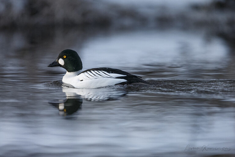 Remo Kuningas - Loodusfotod